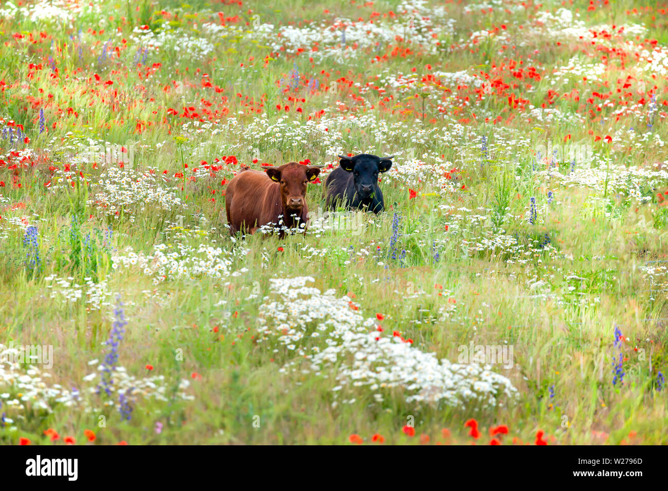 Dexter cow hi-res stock photography and images - Alamy