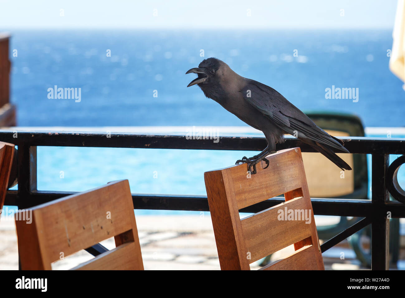 Black crow sitting on back of chair hi-res stock photography and images ...