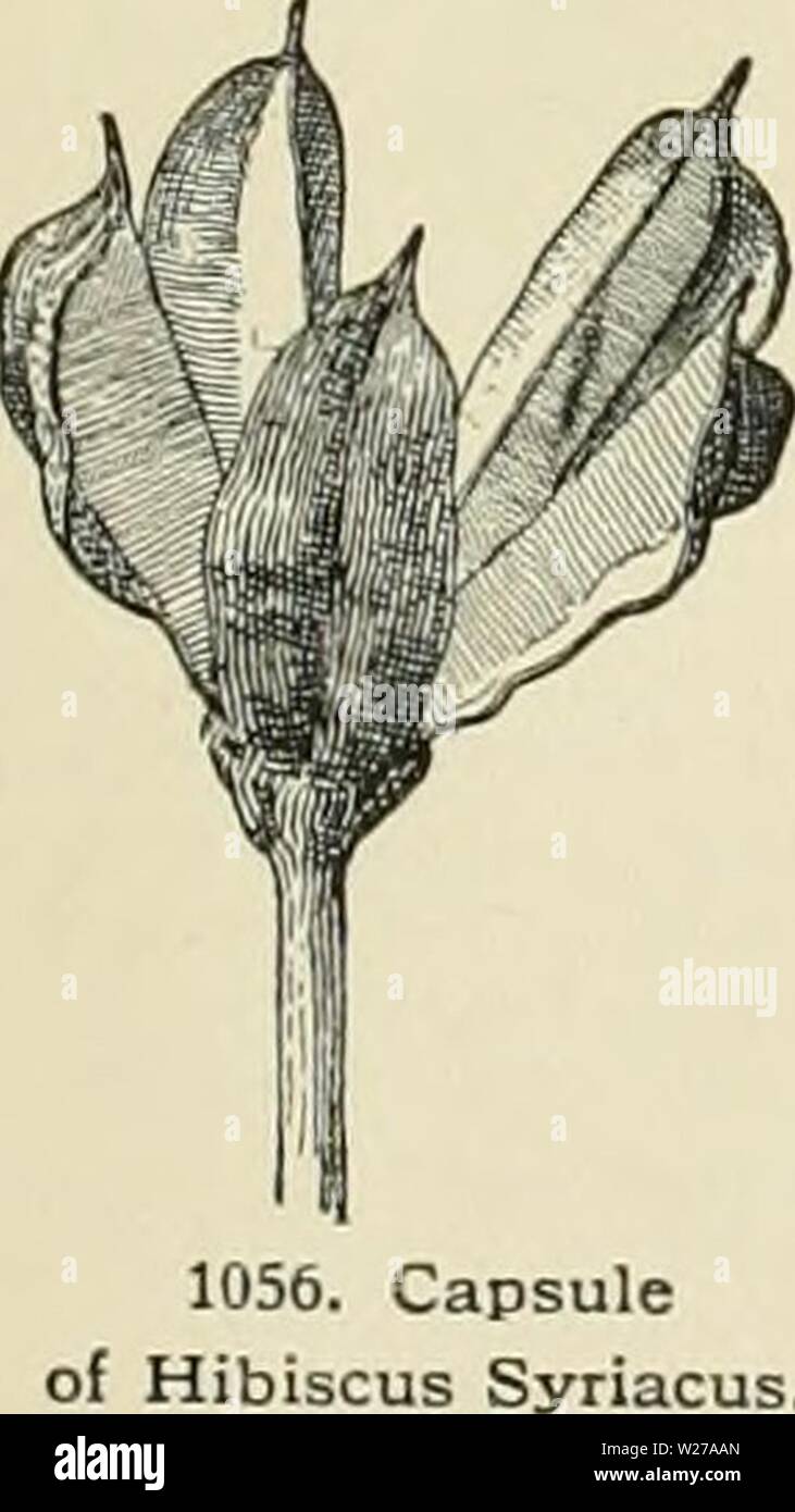 Long peduncle hi-res stock photography and images - Alamy