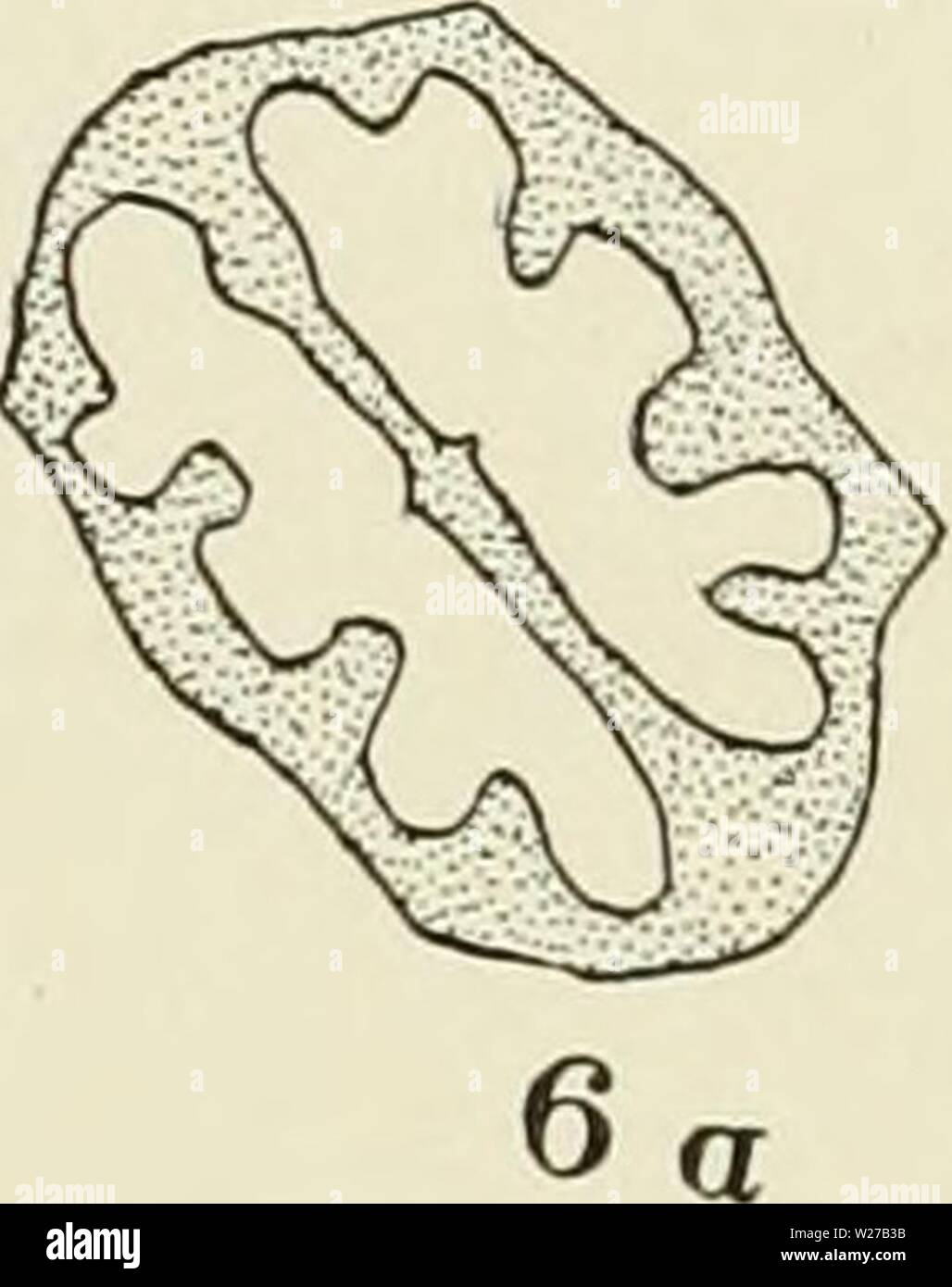 Horticultural sc hi-res stock photography and images - Alamy