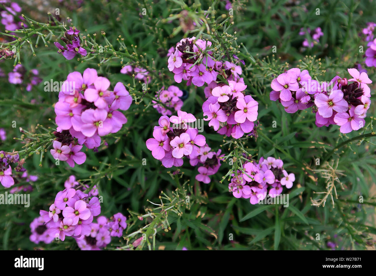A beautiful garden full of Erysimum Stock Photo - Alamy
