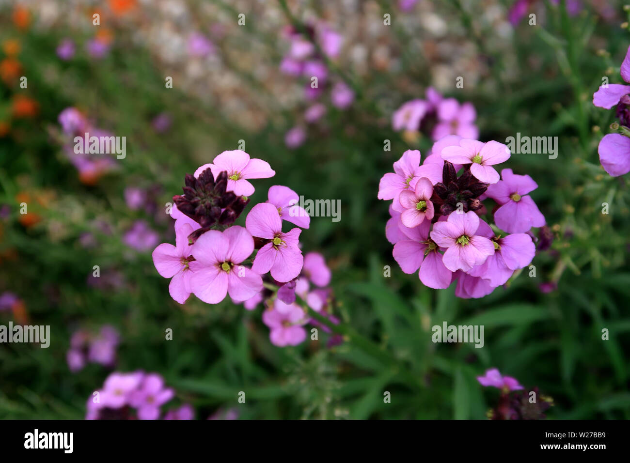 A pair of Erysimum Flowers Stock Photo - Alamy