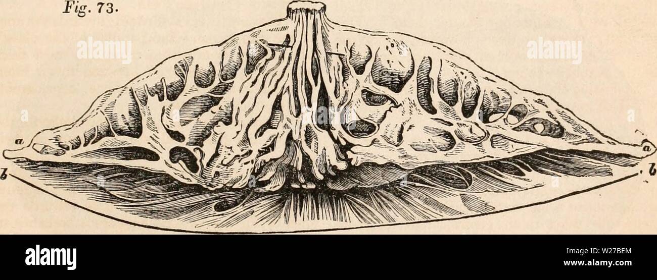 Archive image from page 260 of The cyclopædia of anatomy and. The ...
