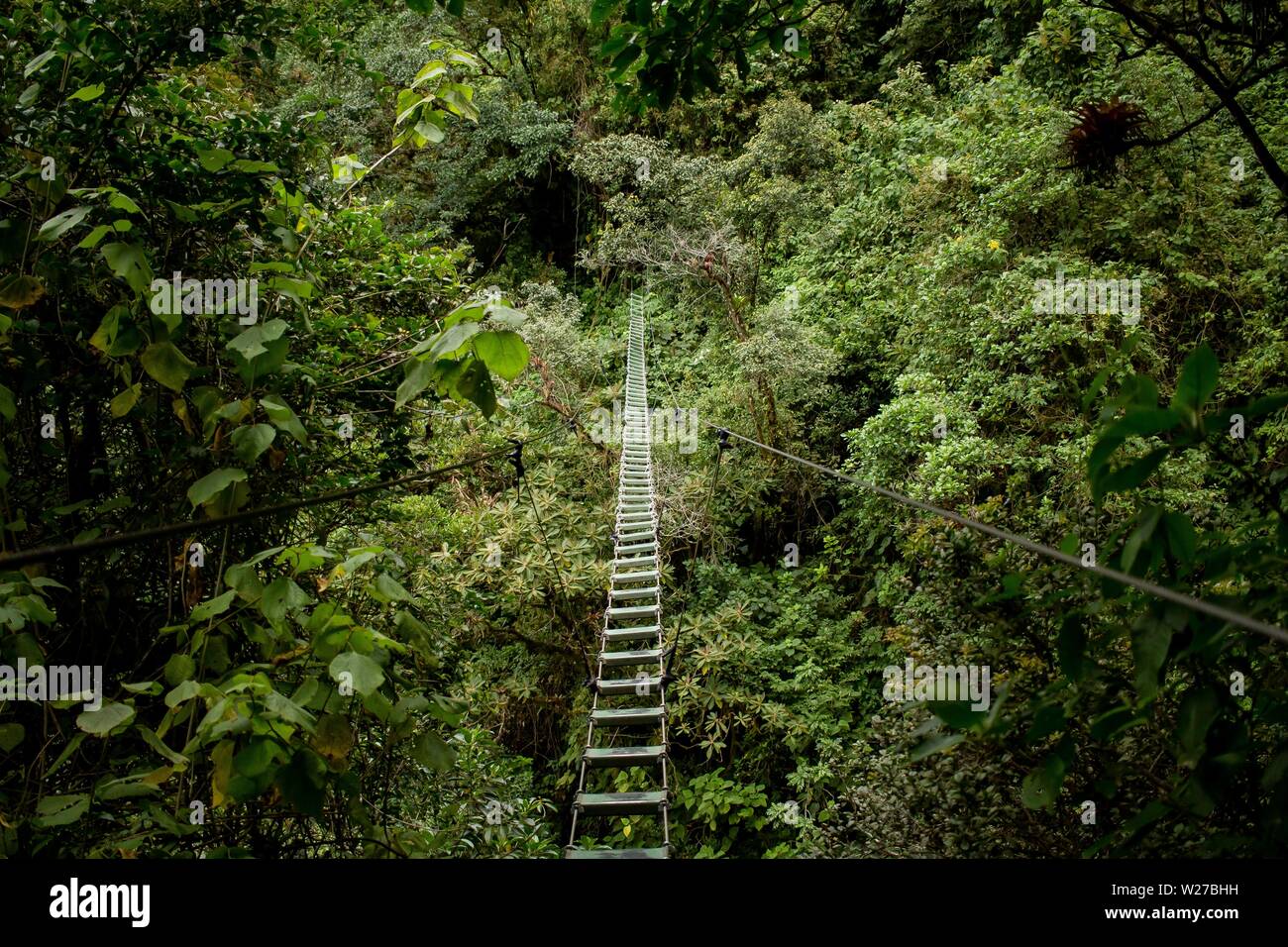 Floating forest australia hi-res stock photography and images - Alamy