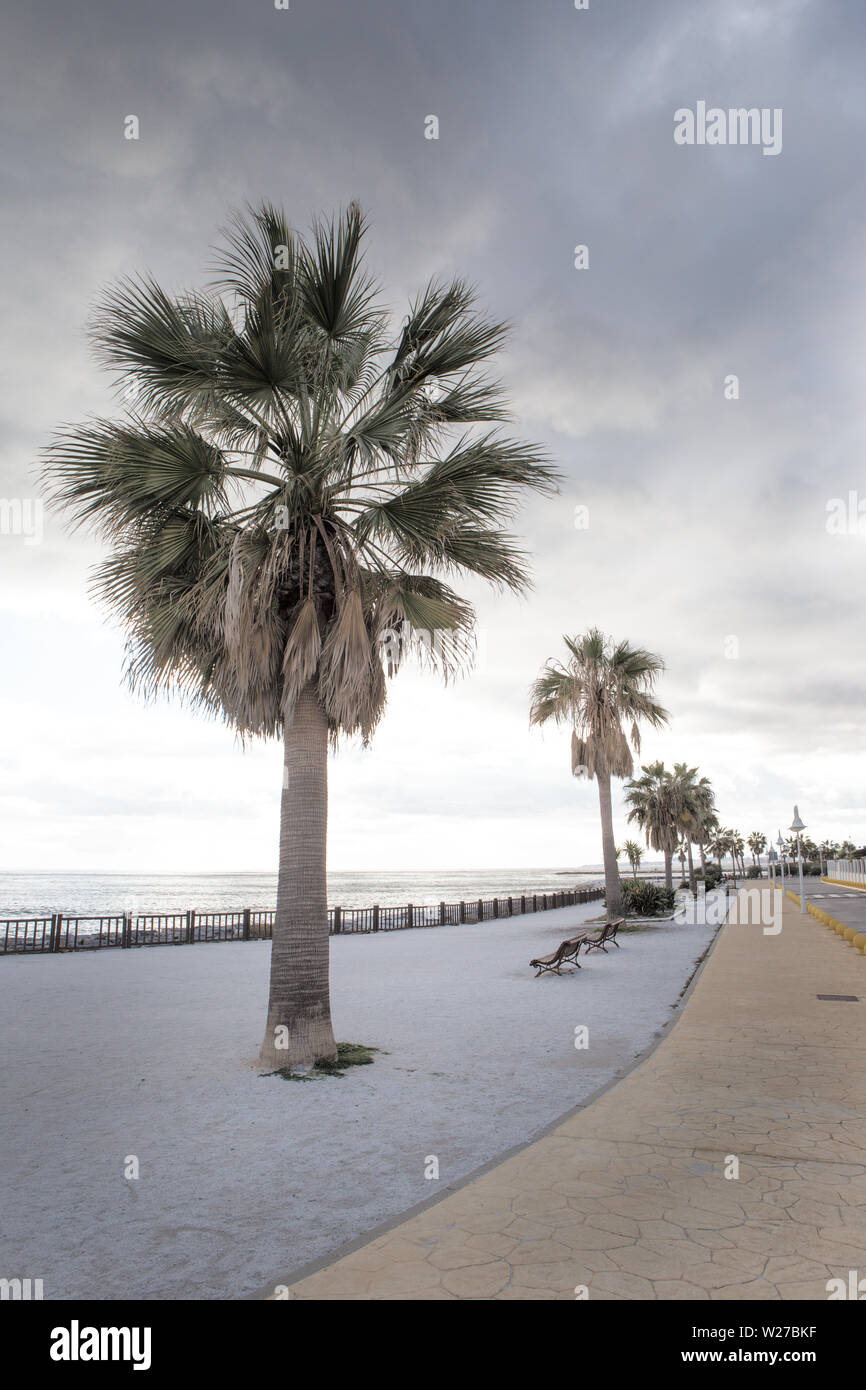 Trees lining pathway hi-res stock photography and images - Alamy