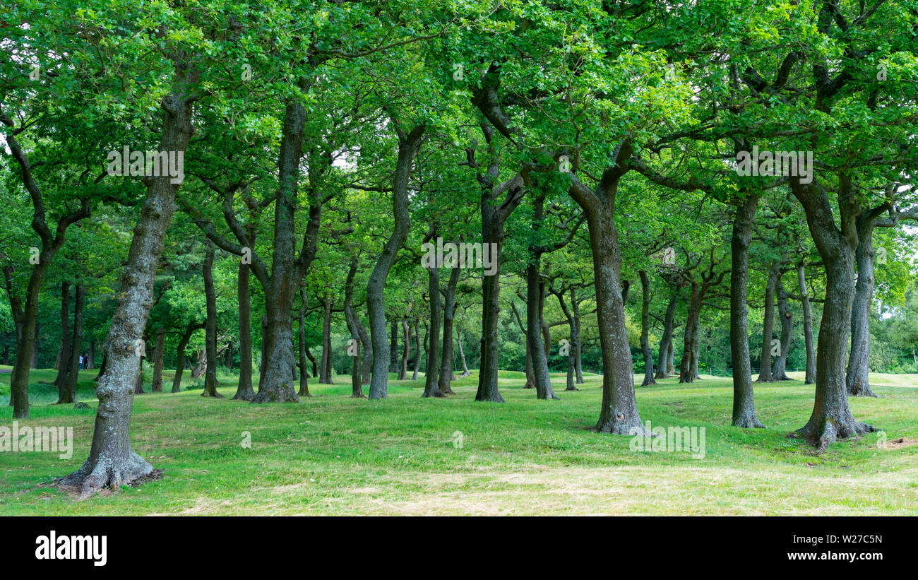 Antonine wall scotland hi-res stock photography and images - Alamy