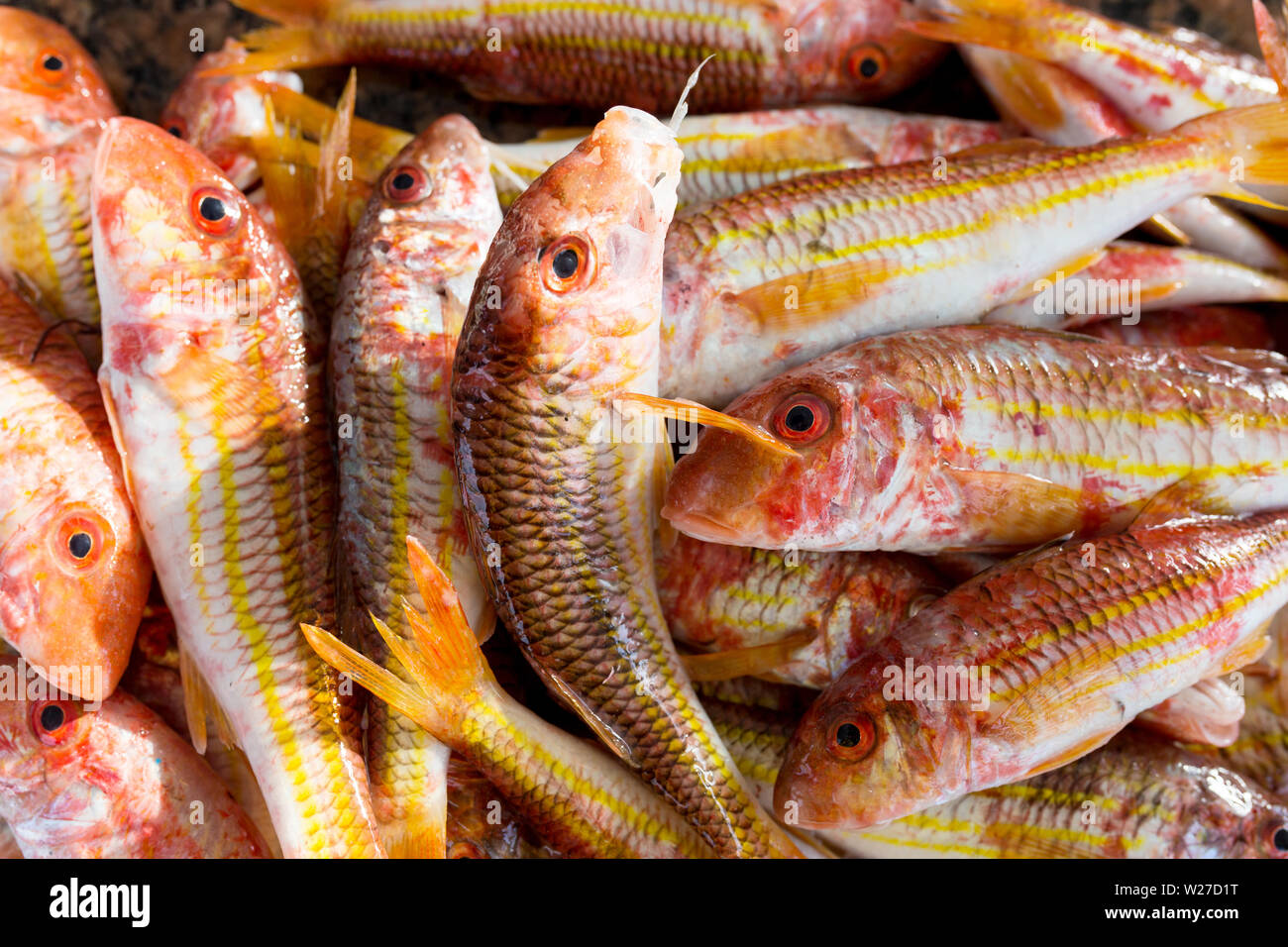 Red mullet fishes Stock Photo - Alamy