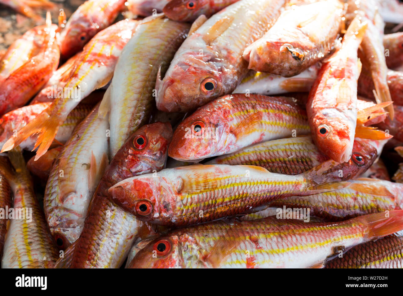Red mullet fishes Stock Photo - Alamy