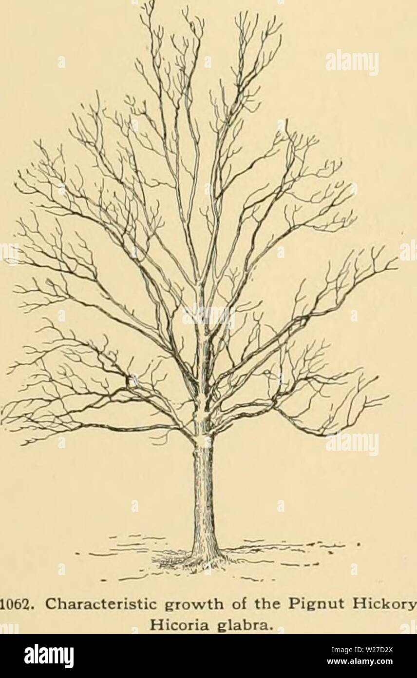 100 ft tree hi-res stock photography and images - Alamy