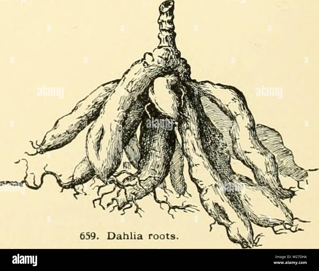 Slender means hi-res stock photography and images - Alamy