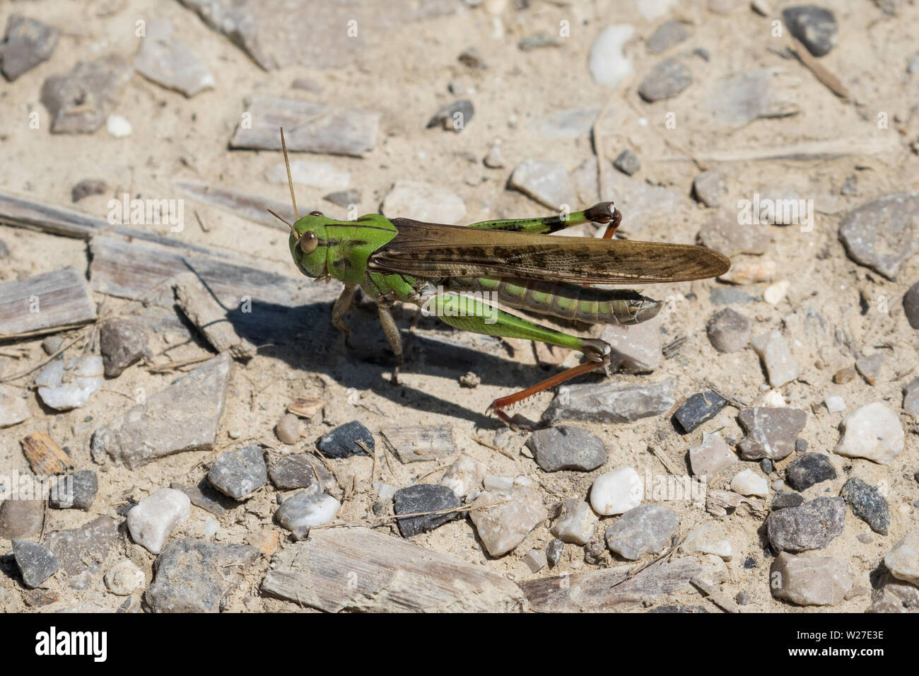 Close up insect grasshopper hi-res stock photography and images - Alamy