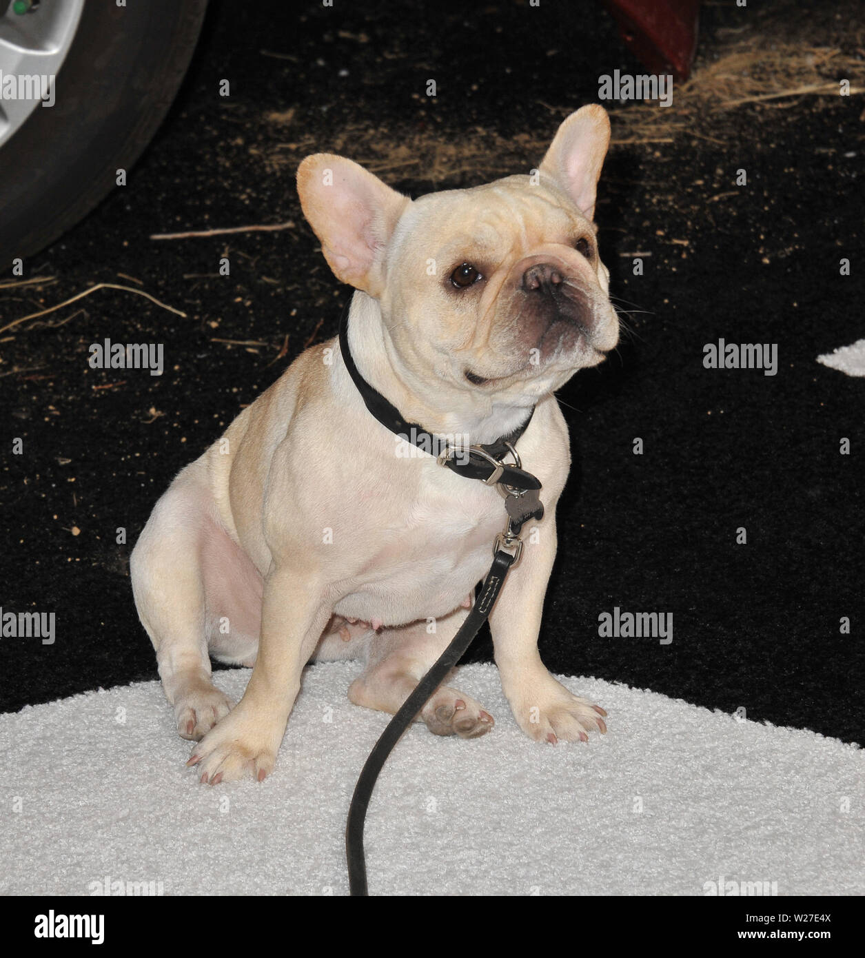 LOS ANGELES, CA. October 28, 2010: Sunny at the Los Angeles premiere of ...