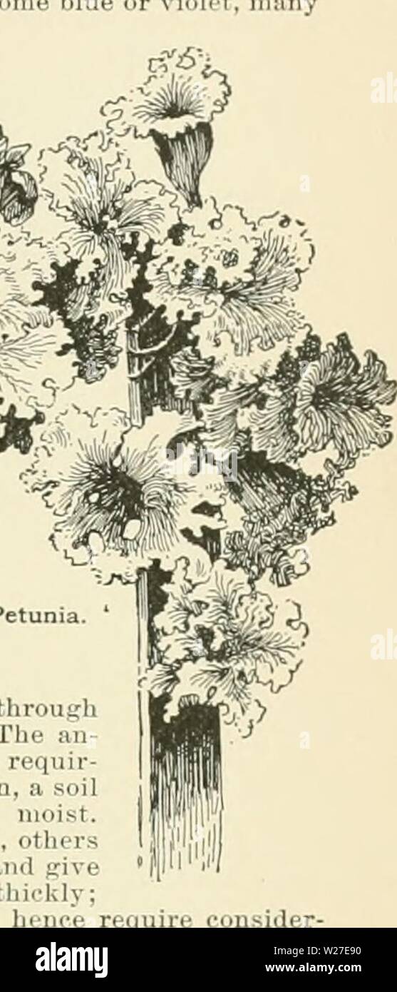 Greek flowers drawing hi-res stock photography and images - Alamy