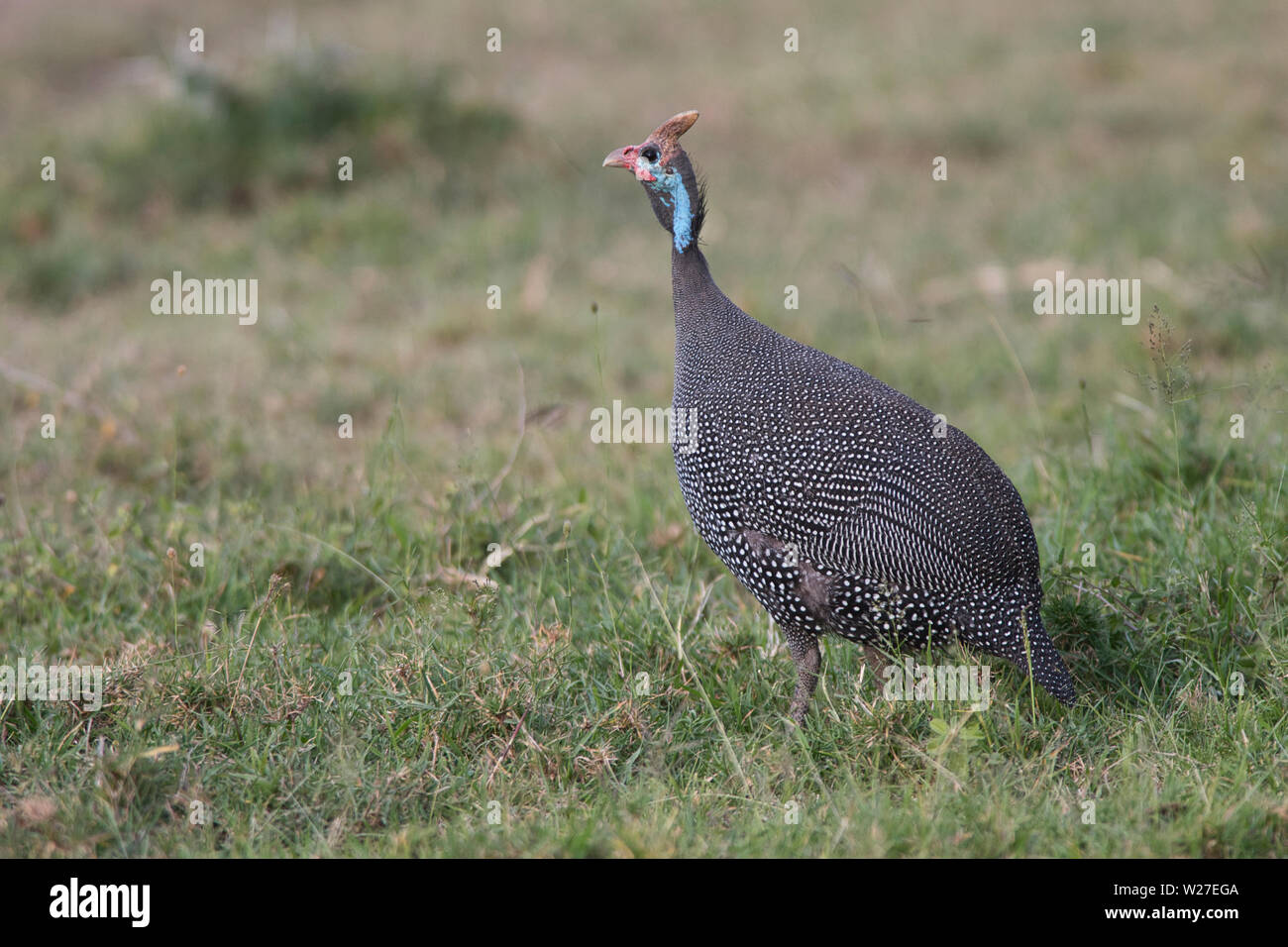 Pintada comun hi-res stock photography and images - Alamy