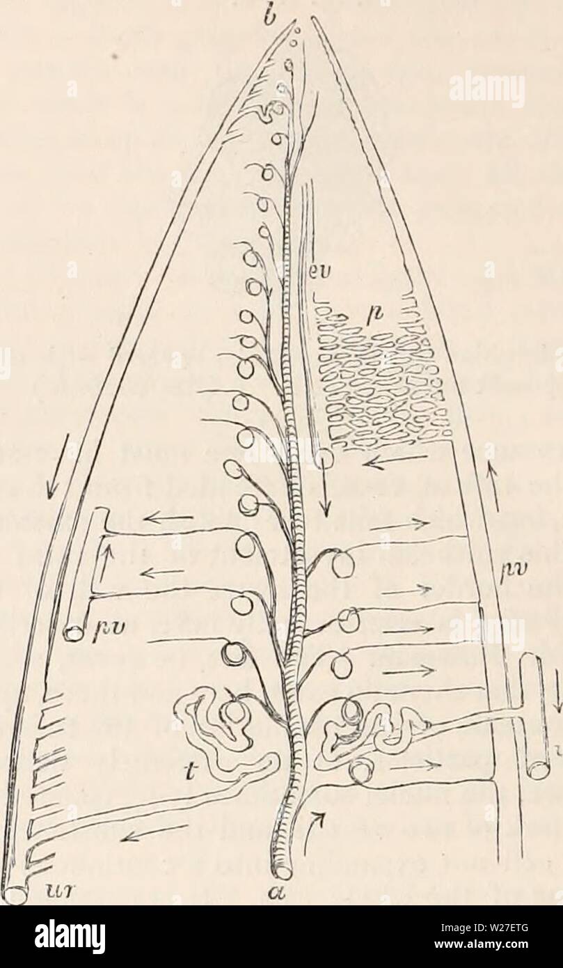 Archive image from page 271 of The cyclopædia of anatomy and Stock ...