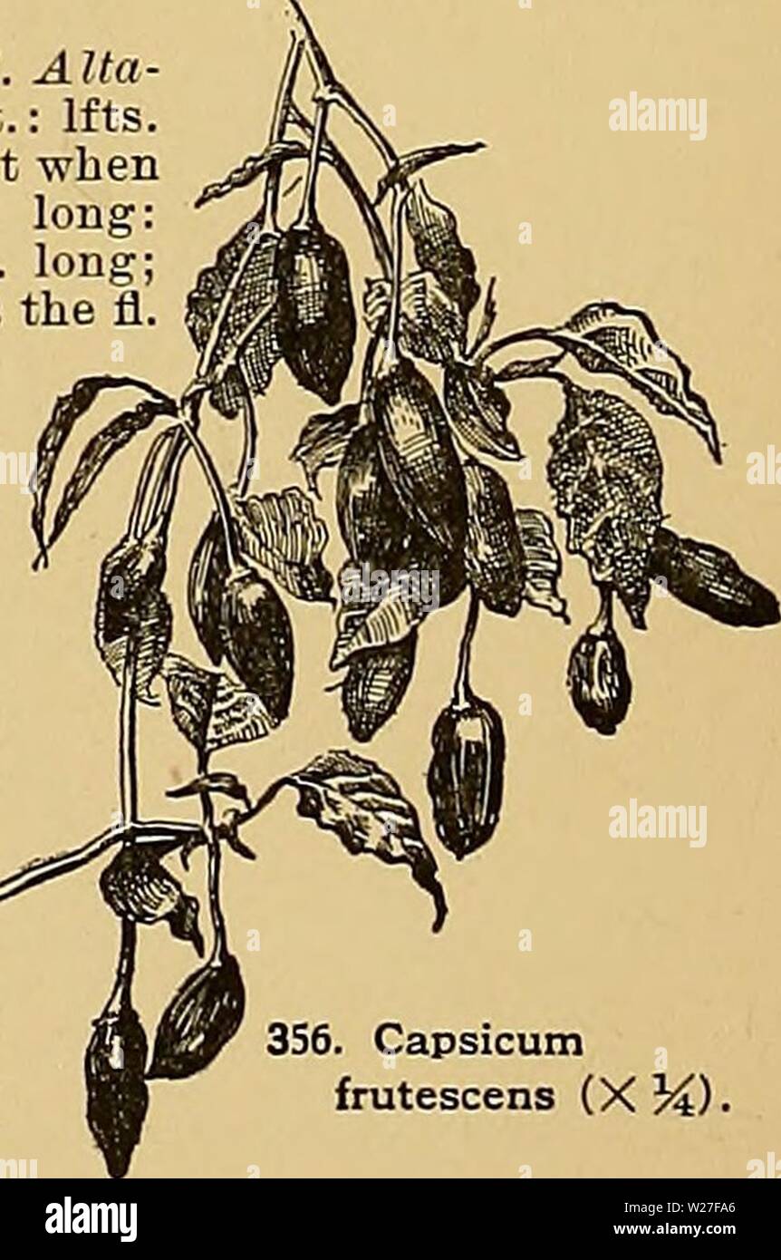 Corolla base hi-res stock photography and images - Alamy