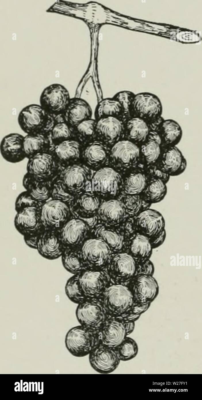 Prime grape hi-res stock photography and images - Alamy