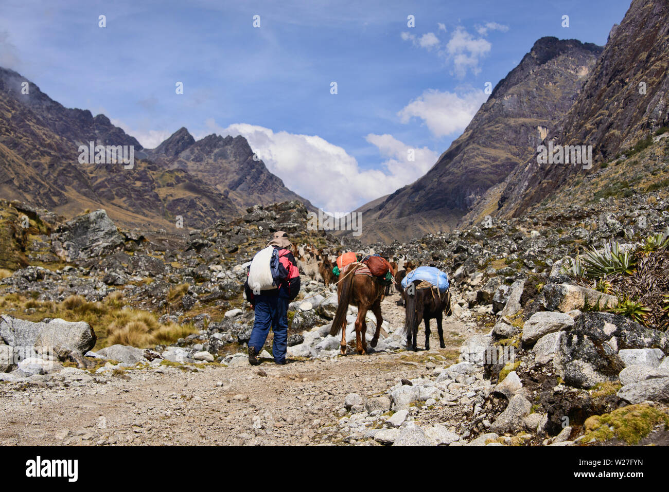 Trekking amongst llamas on the Cordillera Real Traverse, Bolivia Stock ...
