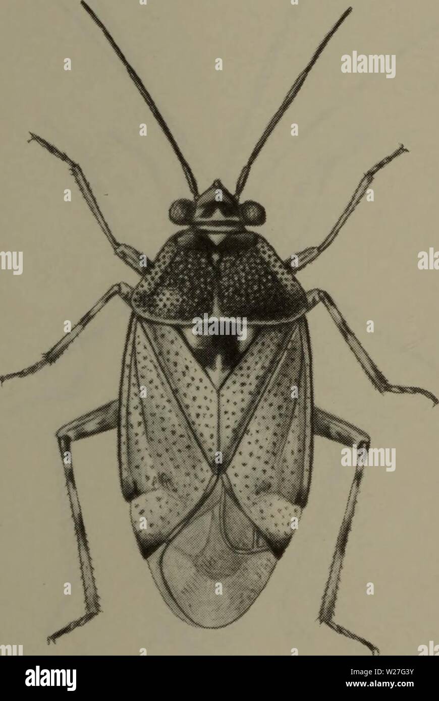 Archive image from page 276 of Danmarks fauna; illustrerede haandbøger ...