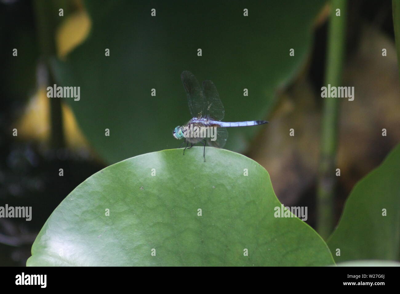 Insect profile hi-res stock photography and images - Alamy
