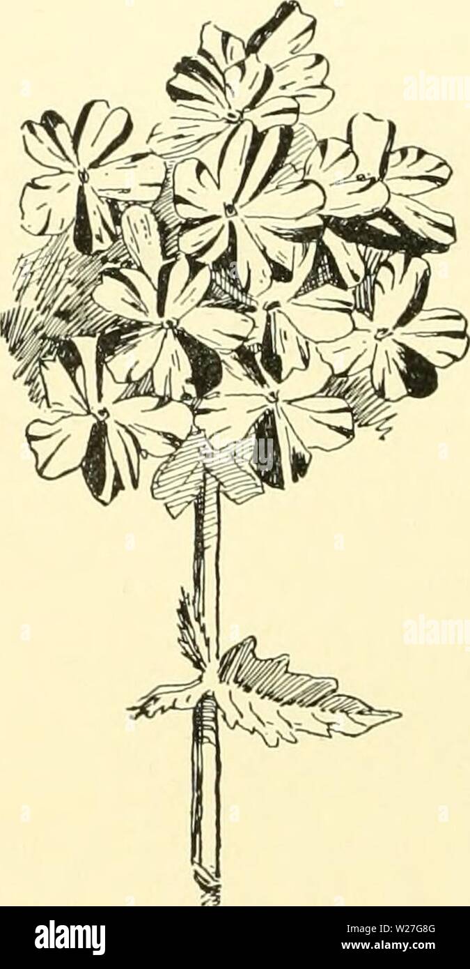 Phlog hi-res stock photography and images - Alamy