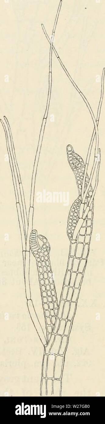 Rhizoids hi-res stock photography and images - Alamy