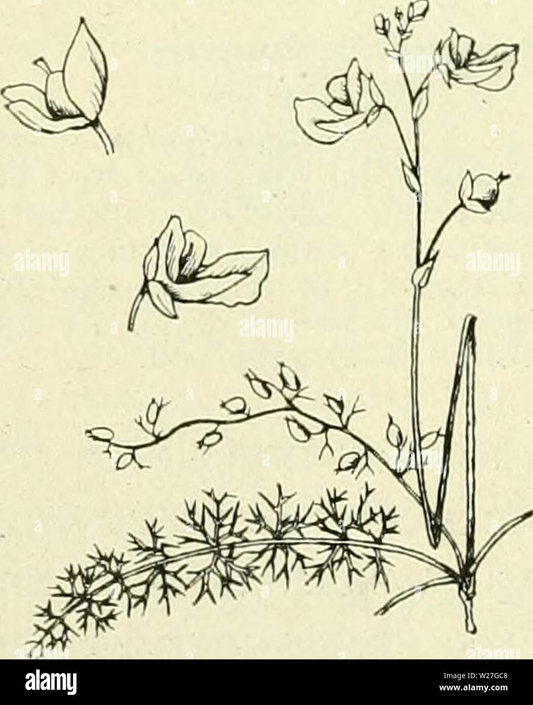 Archive image from page 277 of De flora van Nederland (1909-11). De ...
