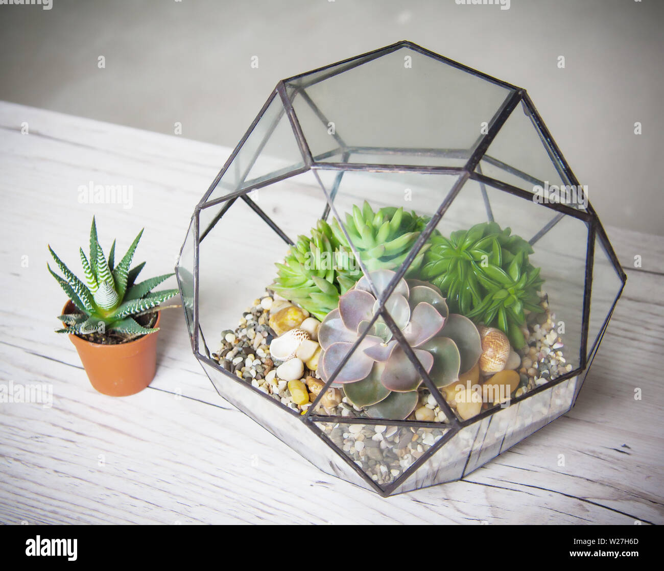 glass florarium for plant, beautiful geometric vase for interior Stock ...