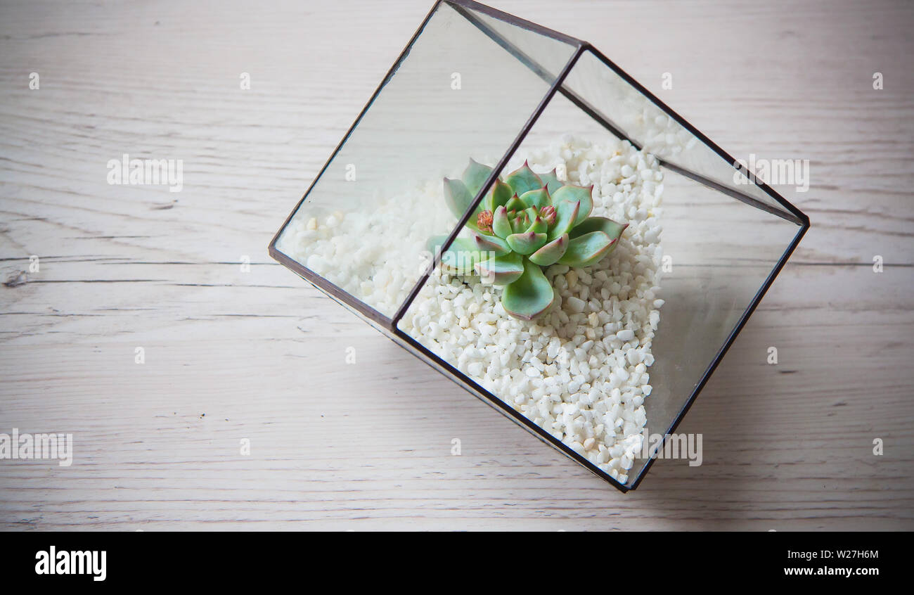 glass florarium for plant, beautiful geometric vase for interior Stock ...