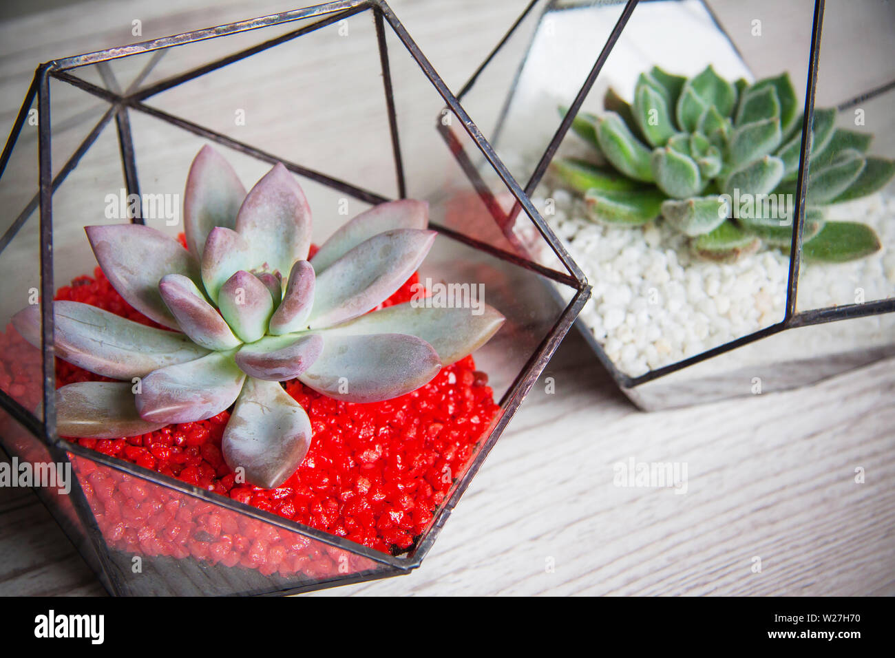 glass florarium for plant, beautiful geometric vase for interior Stock ...