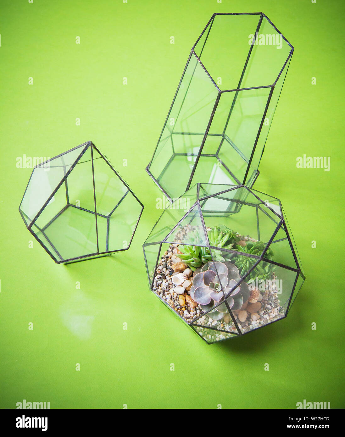 glass florarium for plant, beautiful geometric vase for interior Stock ...