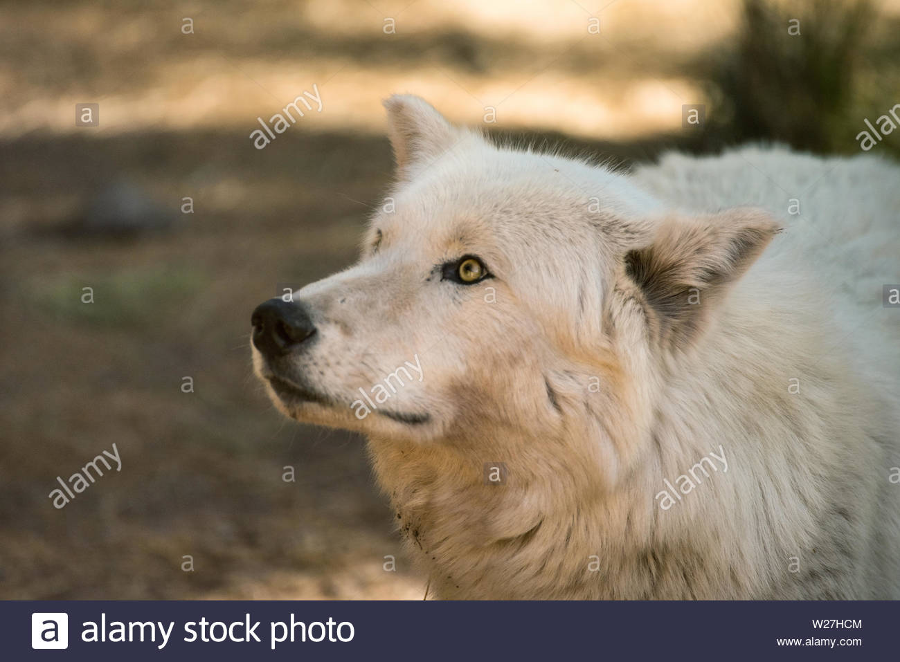 Grey Wolf Close Up High Resolution Stock Photography and Images - Alamy