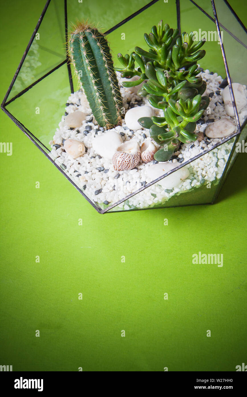 glass florarium for plant, beautiful geometric vase for interior Stock ...