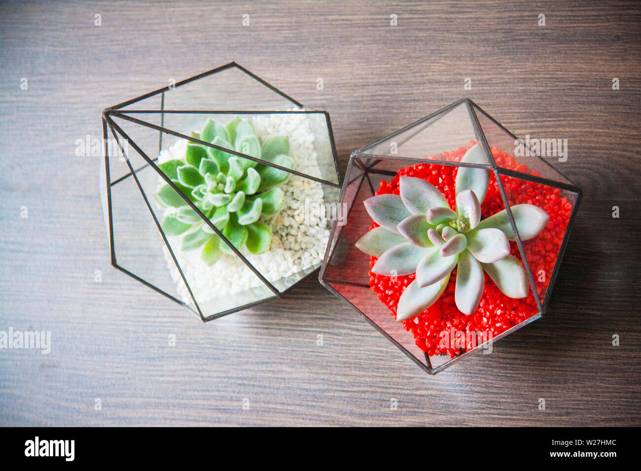 glass florarium for plant, beautiful geometric vase for interior Stock ...