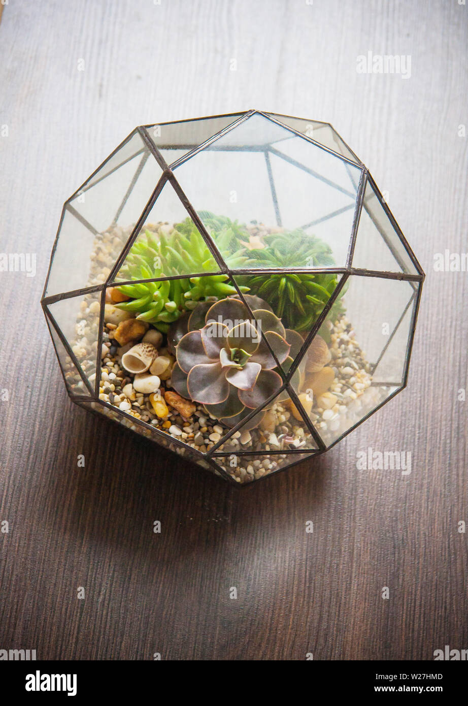 glass florarium for plant, beautiful geometric vase for interior Stock ...