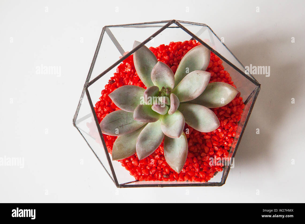 glass florarium for plant, beautiful geometric vase for interior Stock ...