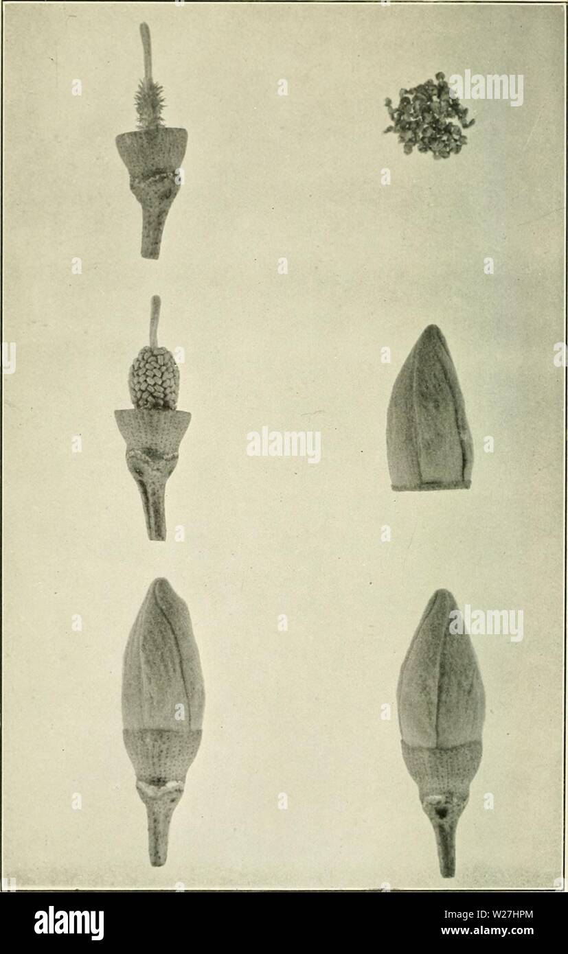 Emasculation hi-res stock photography and images - Alamy