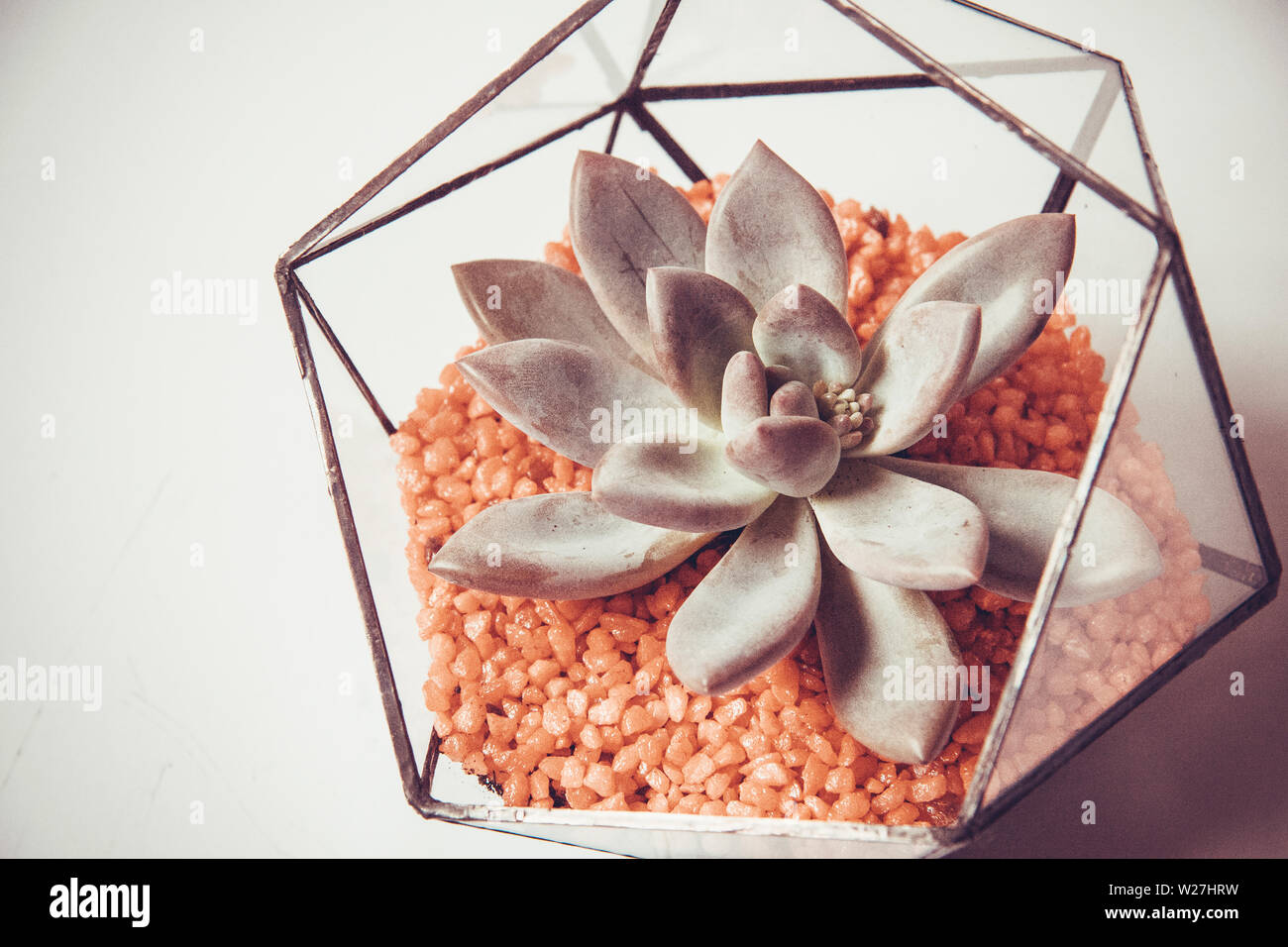 glass florarium for plant, beautiful geometric vase for interior Stock ...