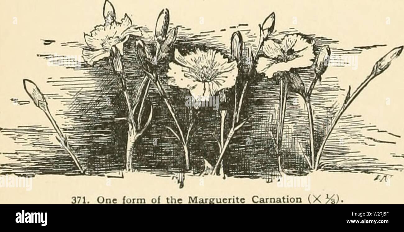 Carnation varieties hi-res stock photography and images - Alamy