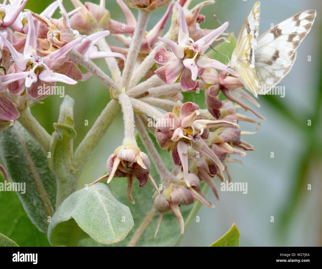 Checkered white butterfly or Pontia protodice on showy milkweed flower ...
