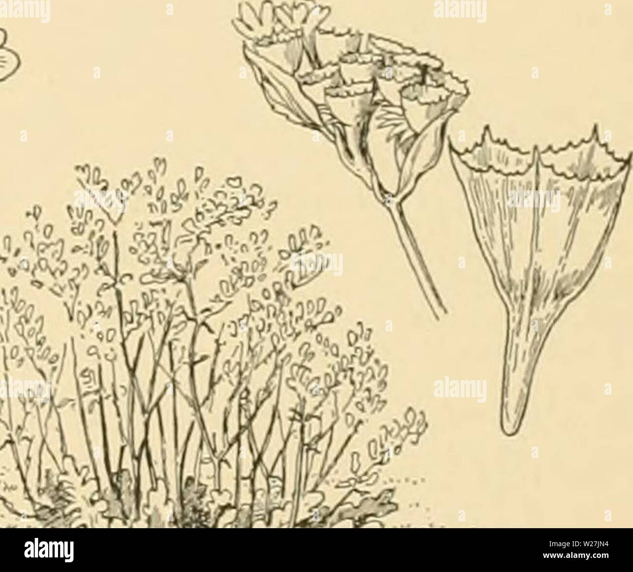 Terete hi-res stock photography and images - Alamy