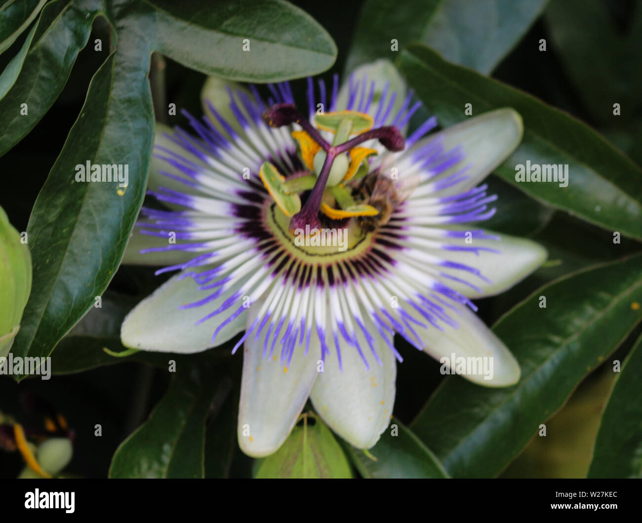 Passiflora caerulea bluecrown passiflora hi-res stock photography and ...