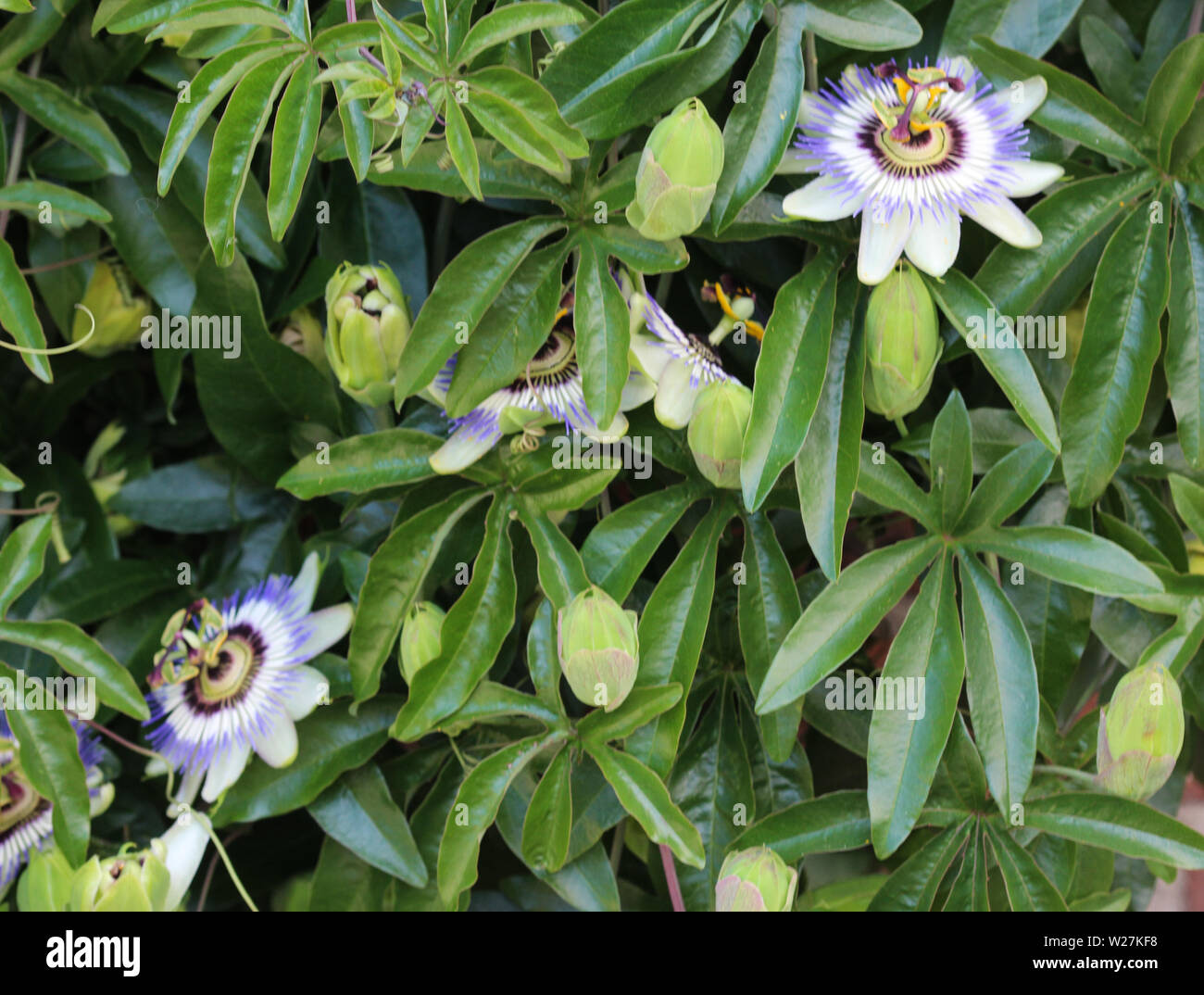 Passiflora caerulea bluecrown passiflora hi-res stock photography and ...
