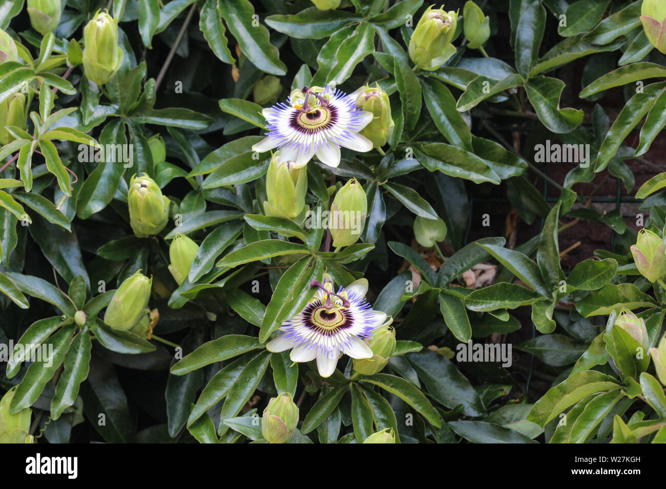 close up of Passiflora caerulea, the blue passionflower, bluecrown ...