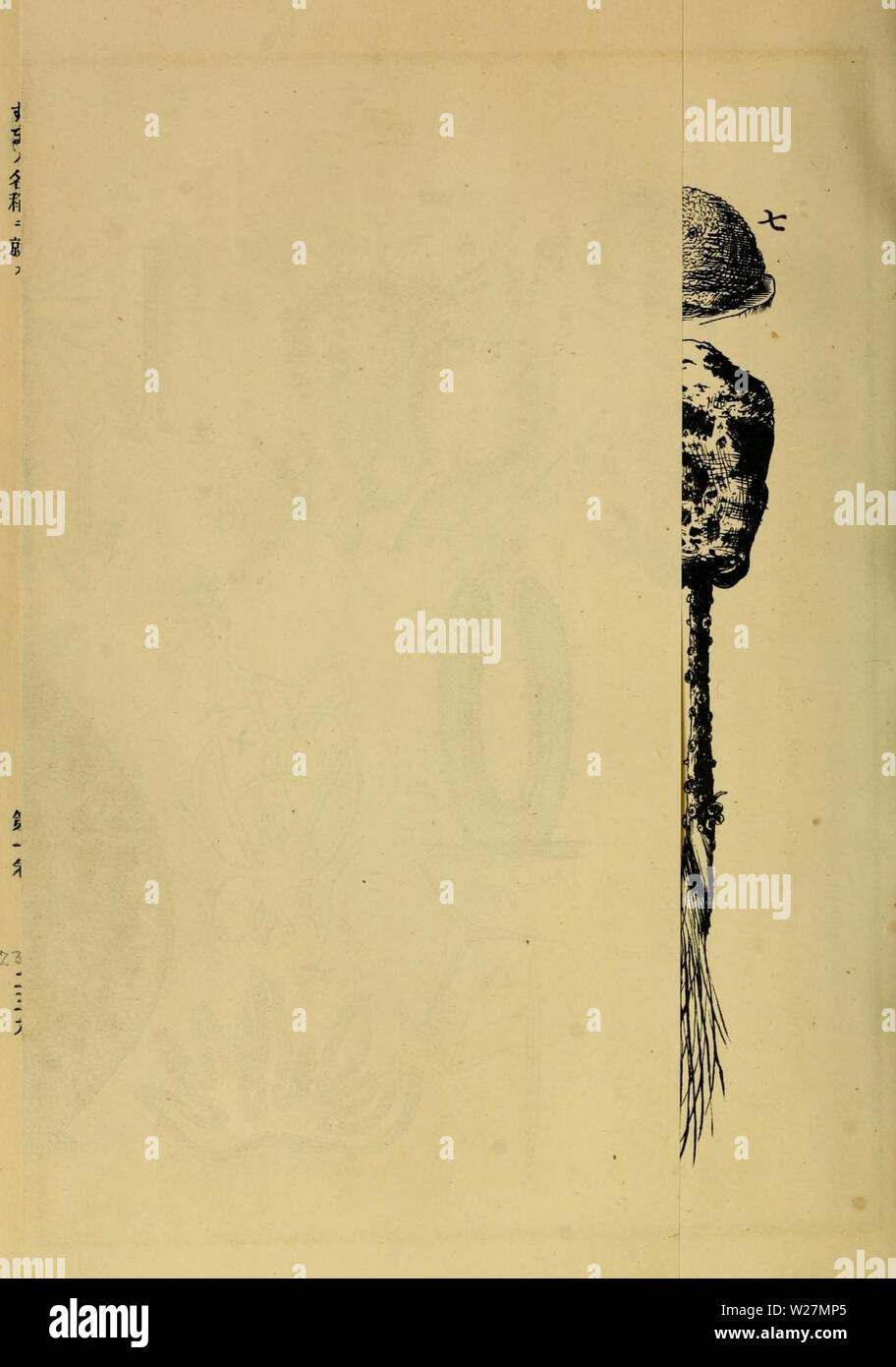 Archive image from page 295 of Dbutsugaku zasshi (1889 Stock Photo - Alamy