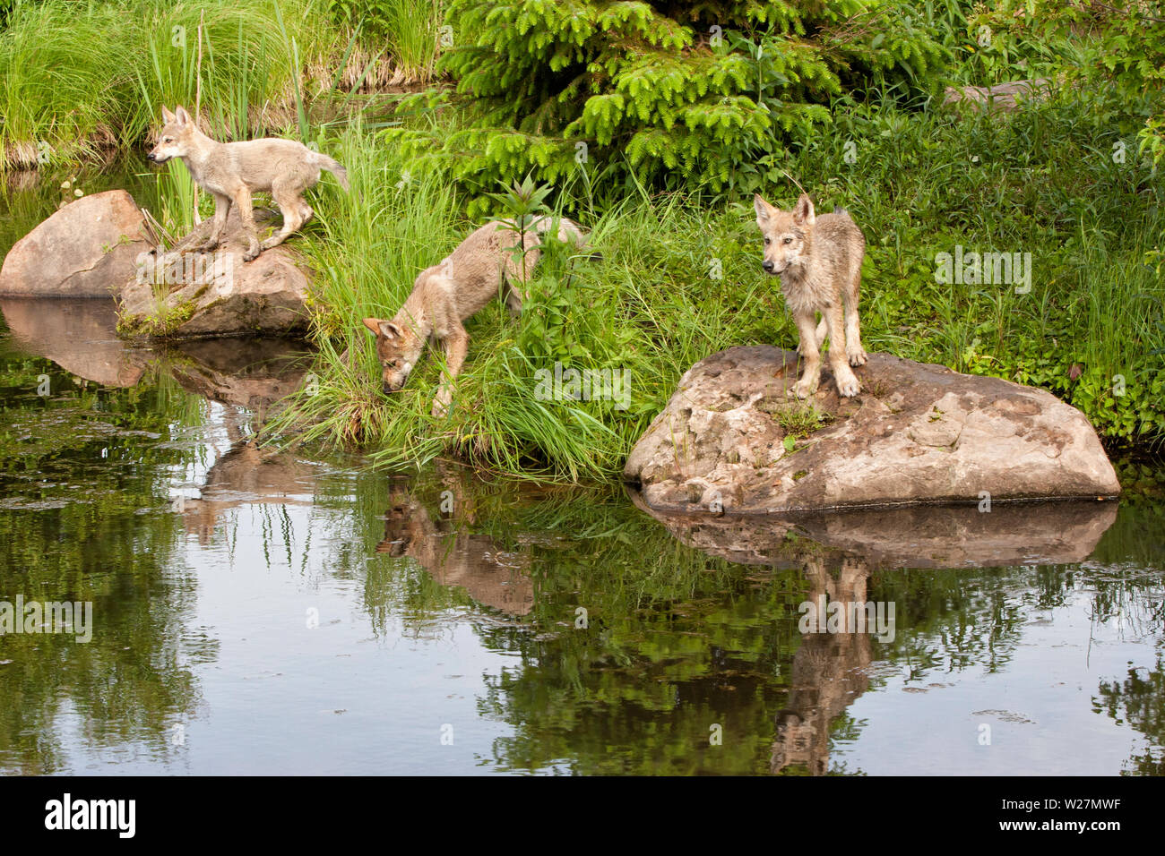 Wolf family hi-res stock photography and images - Alamy