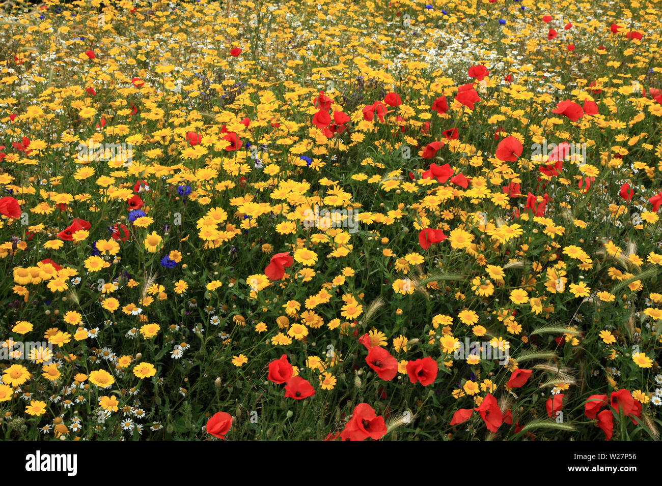 Corn marigold hi-res stock photography and images - Alamy