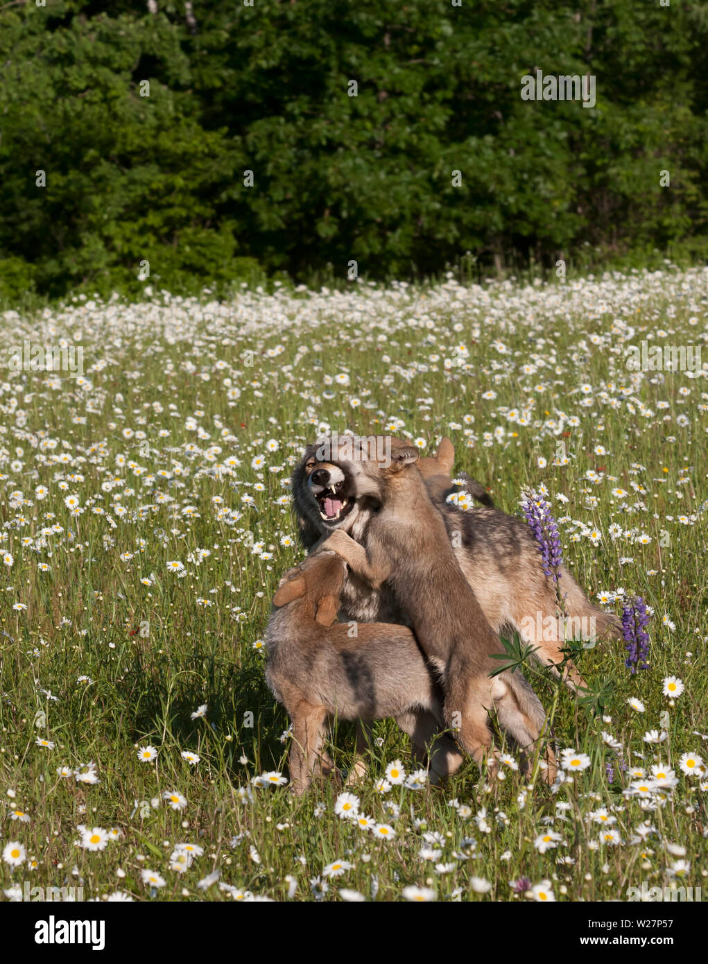Wolf Puppies Ganging up on Mom Stock Photo - Alamy
