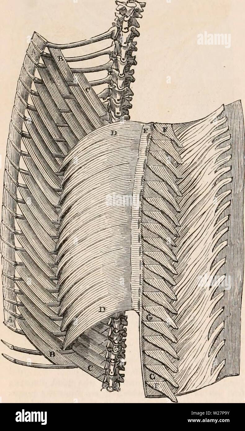 Constrictor muscle hi-res stock photography and images - Alamy