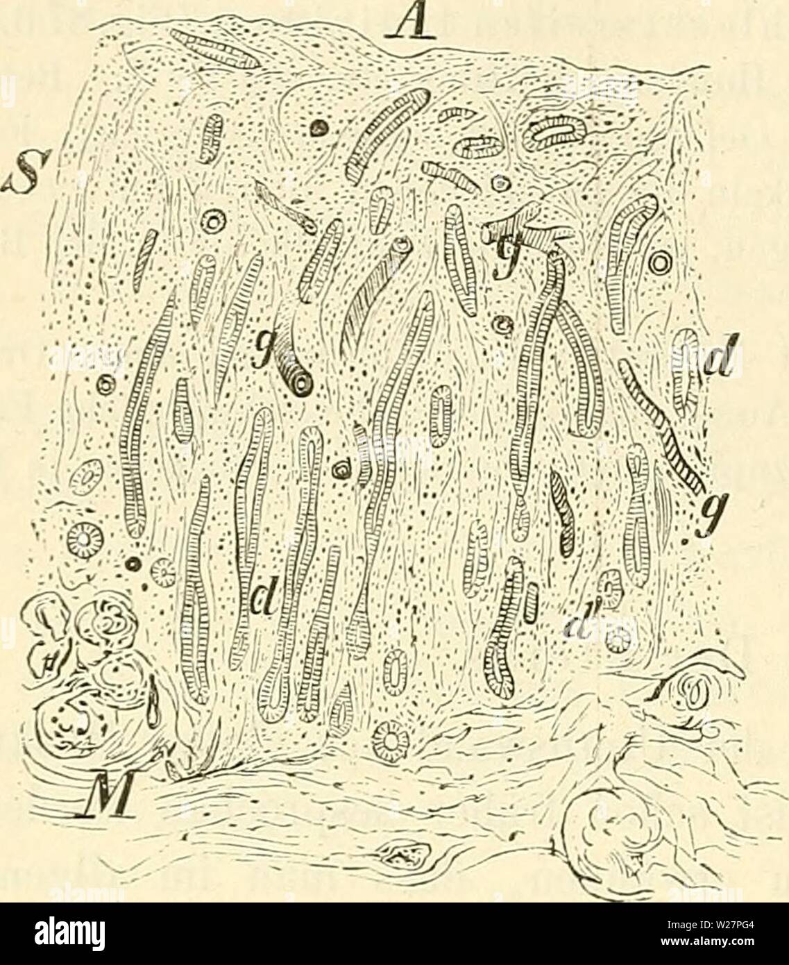 Portio vaginalis hi-res stock photography and images - Alamy